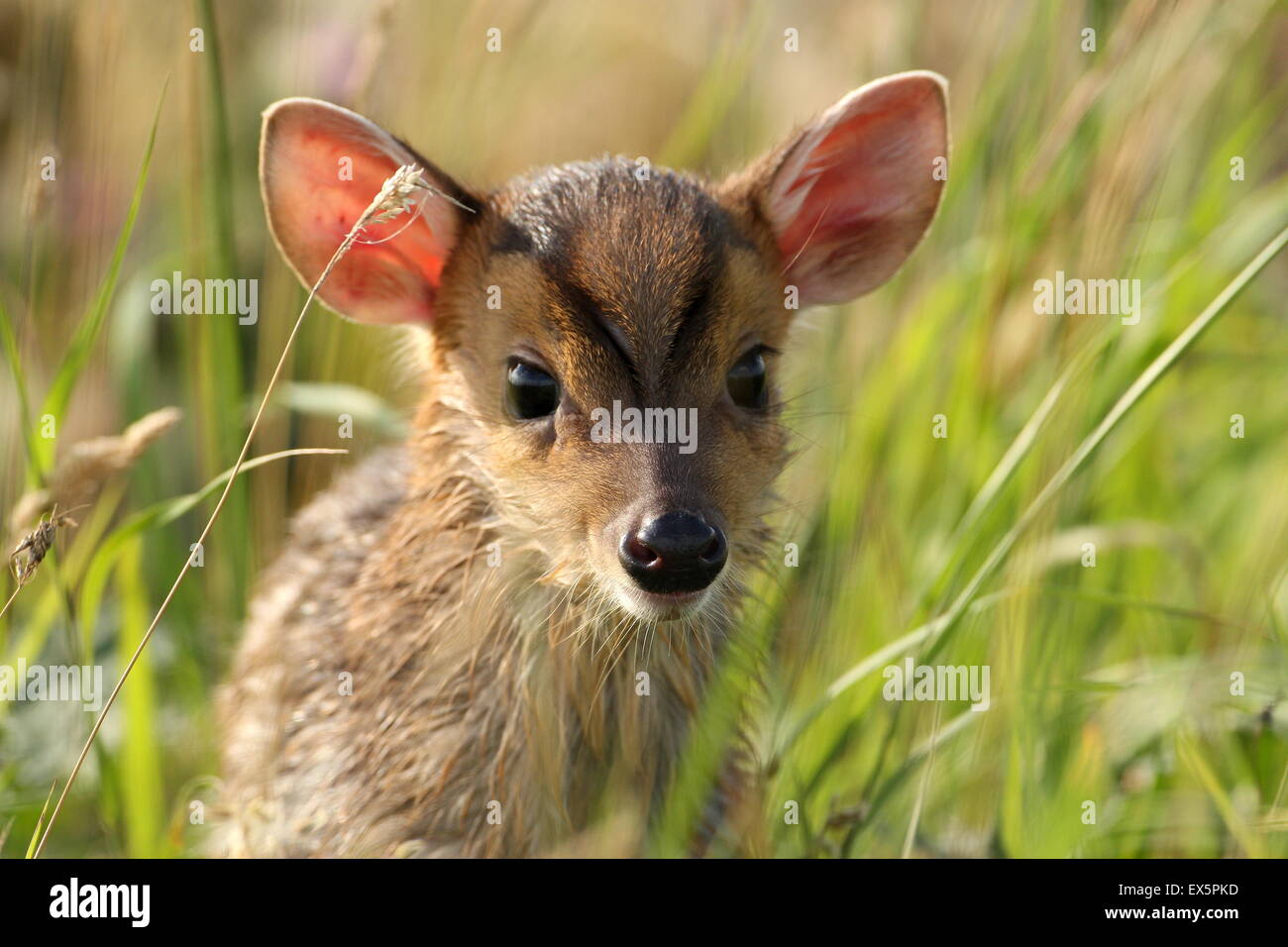Muntjac and fawn uk hi-res stock photography and images - Alamy
