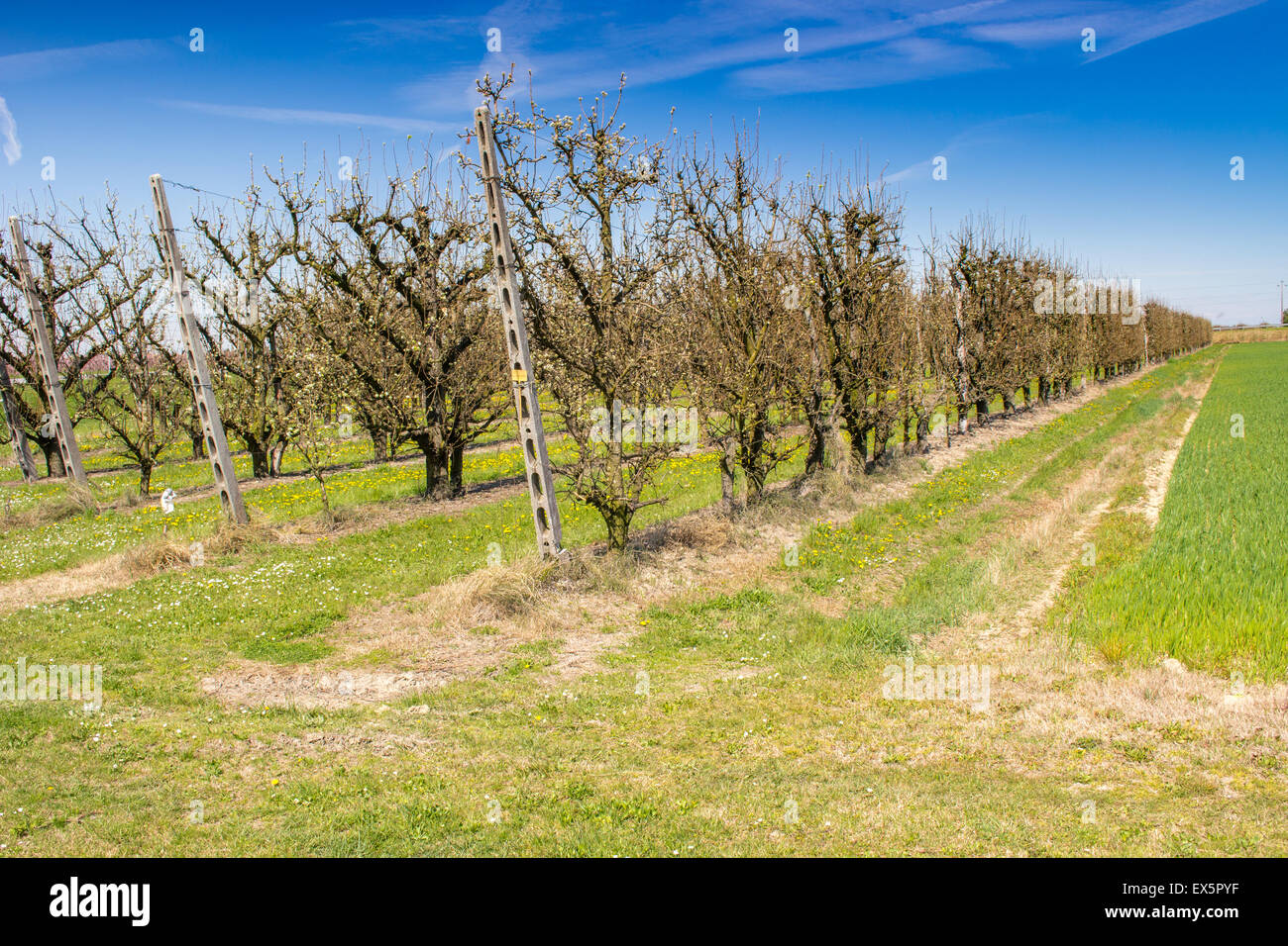 fields of abate pears trees, orchards organized into geometric rows ...