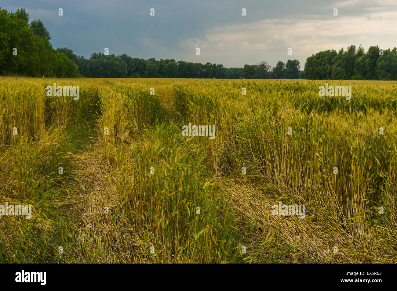 Ukraine wheat field landscape hi-res stock photography and images - Alamy