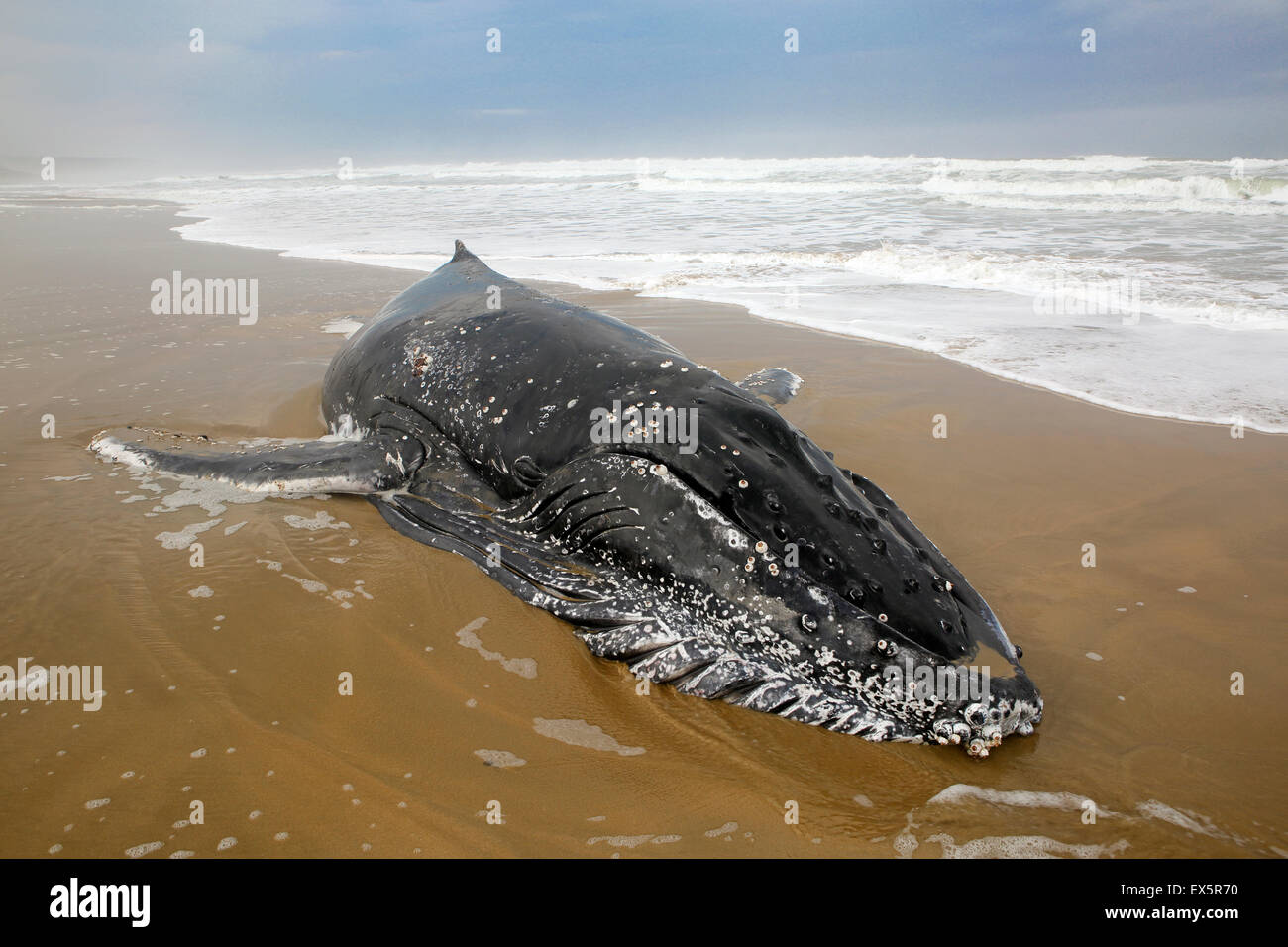 Whale Rescue Beach High Resolution Stock Photography and Images - Alamy