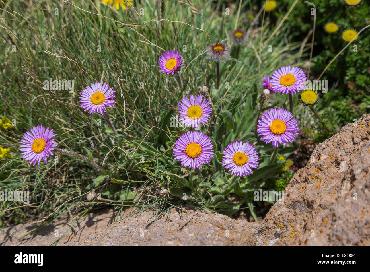 Sabalan hi-res stock photography and images - Alamy