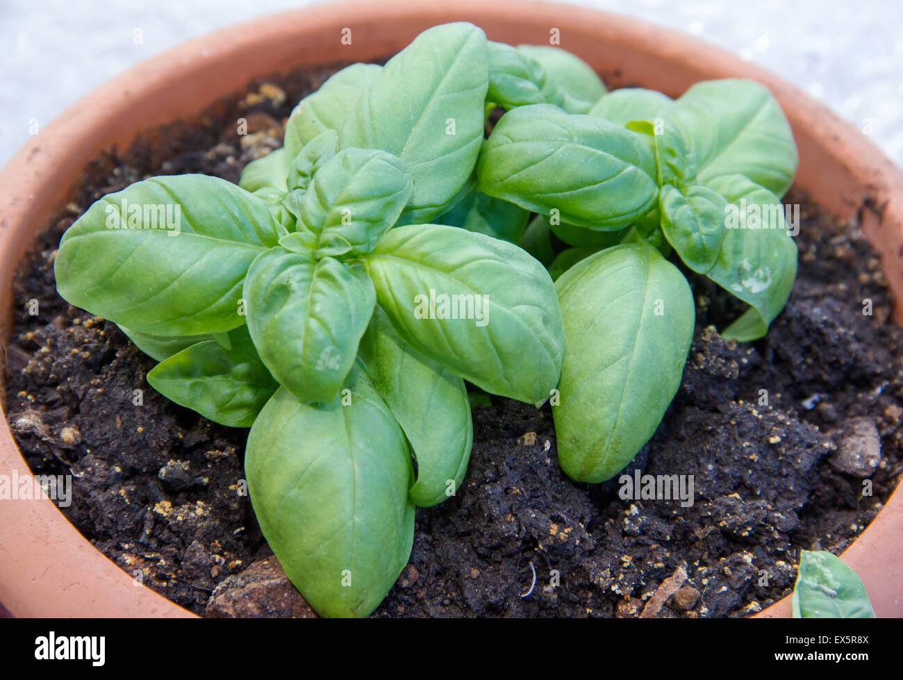 Seedlings of basil close up view from above Stock Photo - Alamy
