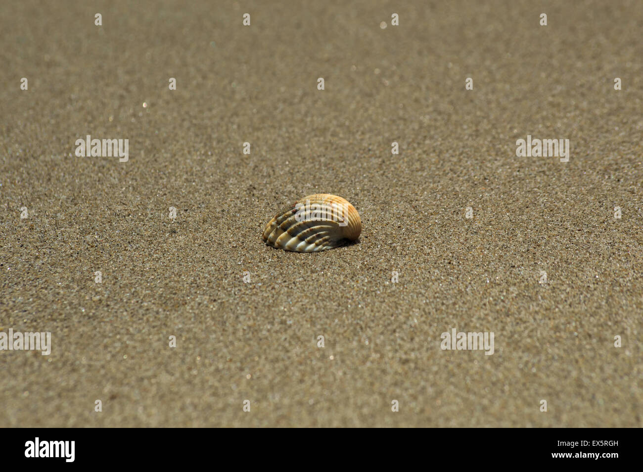 a shell on sand Stock Photo - Alamy