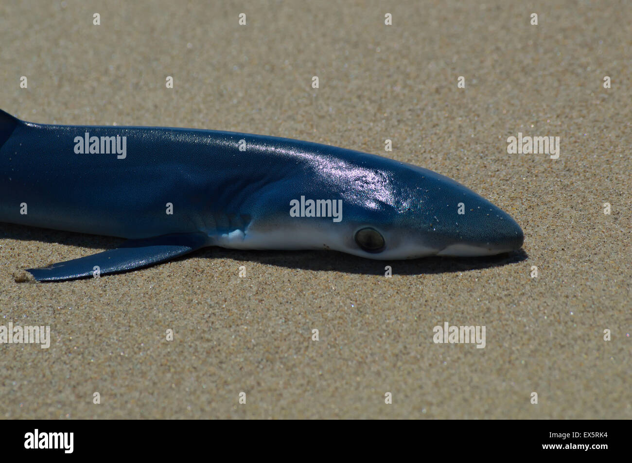 Small shark hi-res stock photography and images - Alamy