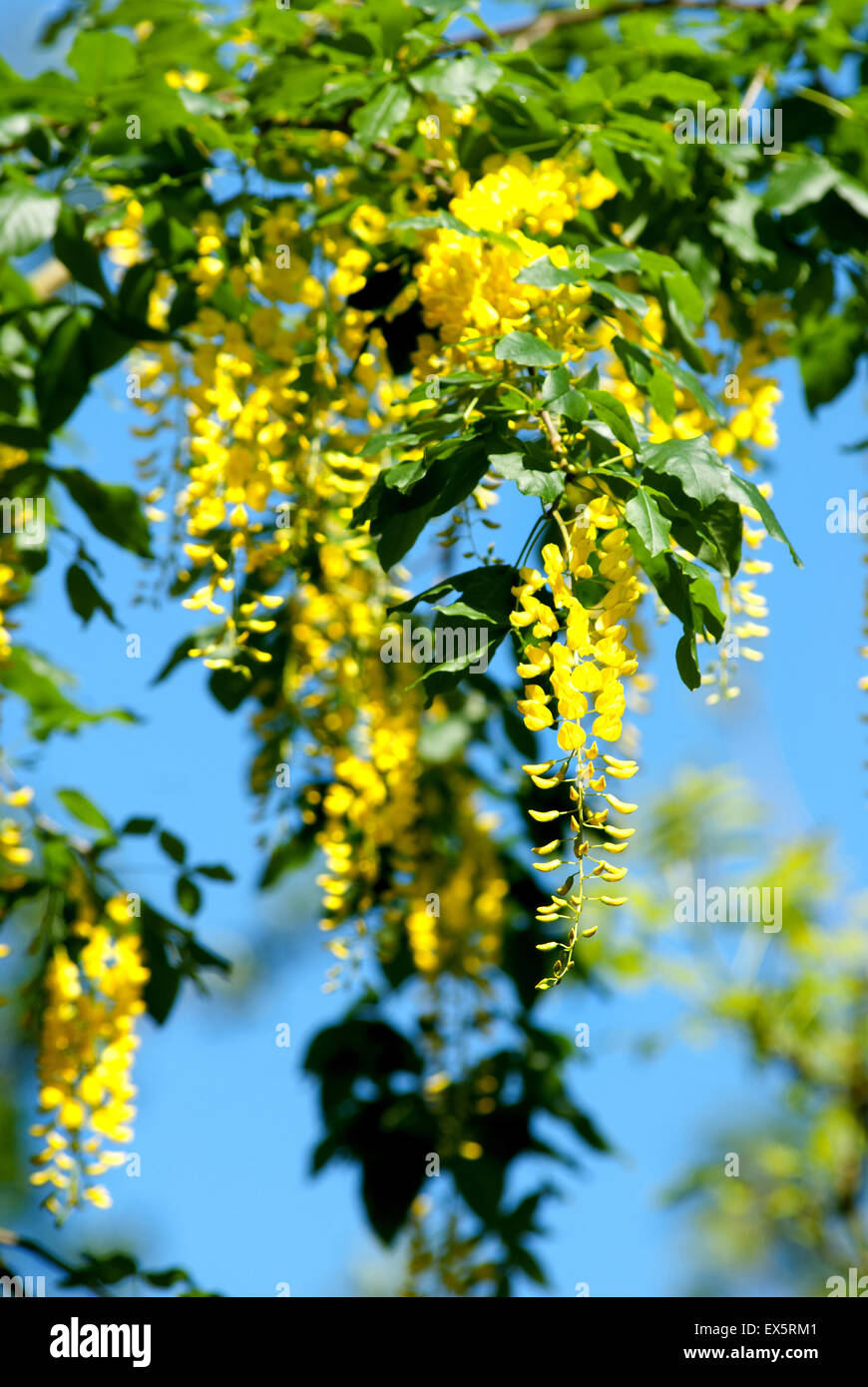 Laburnum foliage hi-res stock photography and images - Alamy