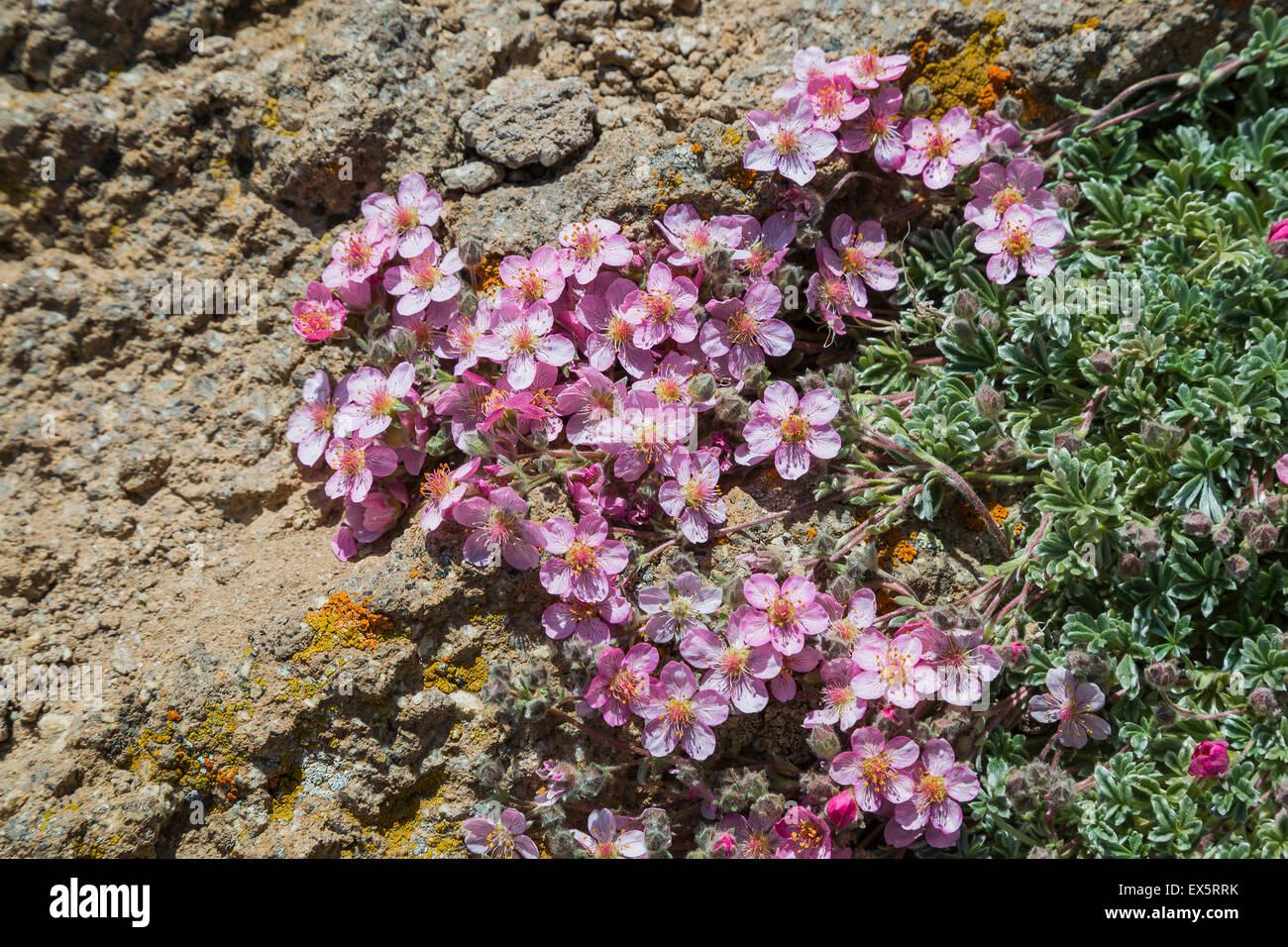 Sabalan hi-res stock photography and images - Alamy