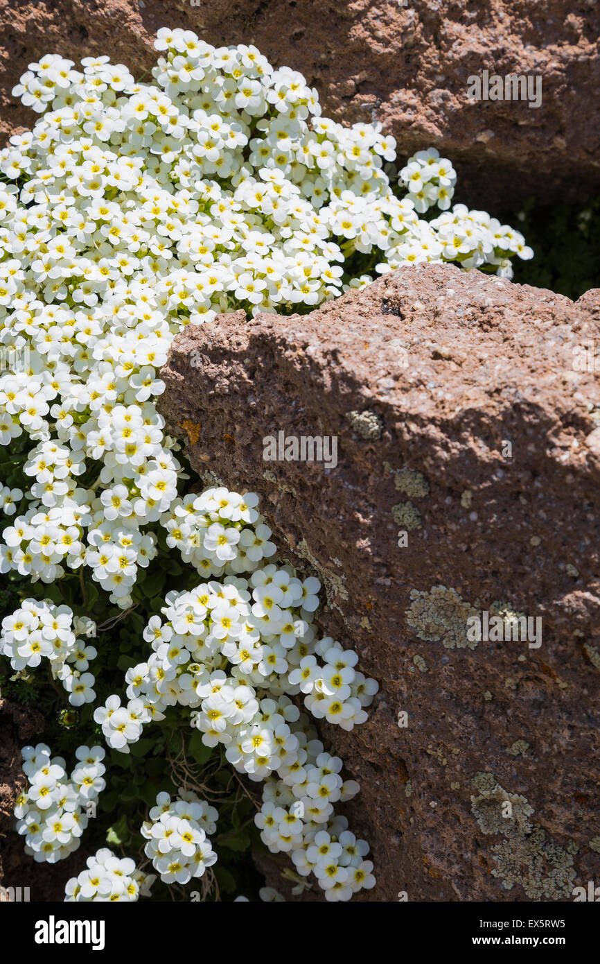 Sabalan hi-res stock photography and images - Alamy