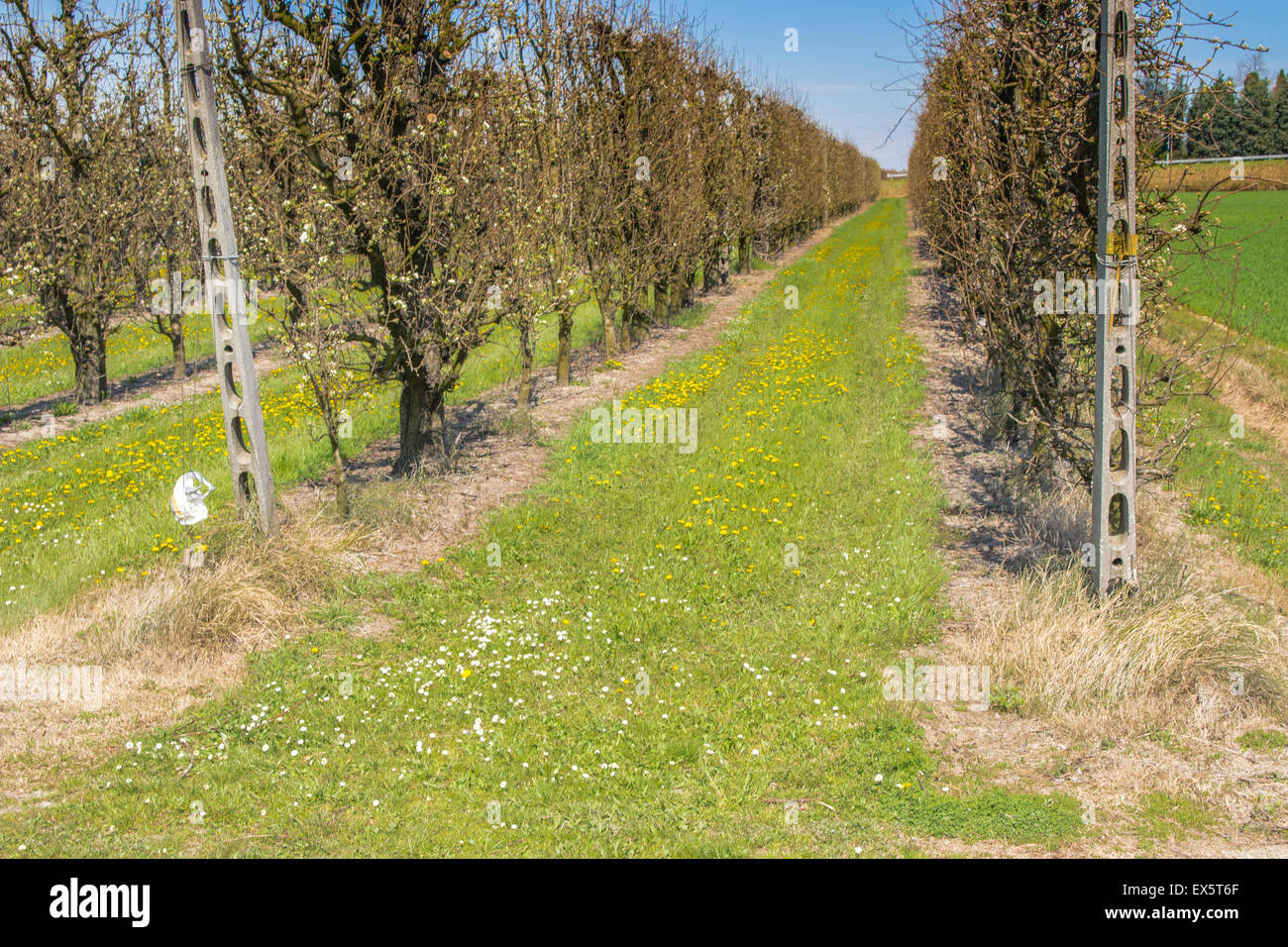 fields of abate pears trees, orchards organized into geometric rows ...