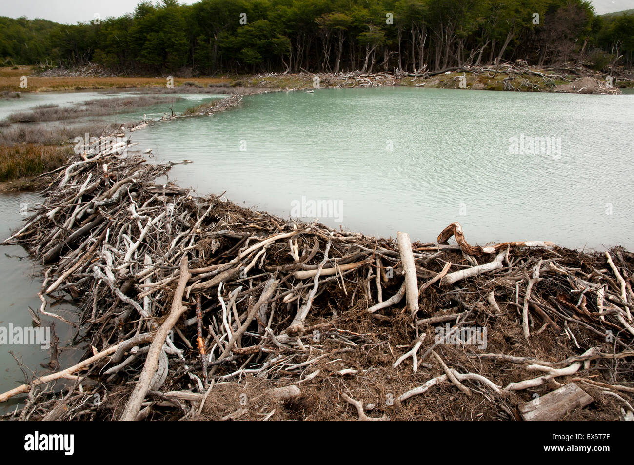 Dam beaver dam hi-res stock photography and images - Alamy