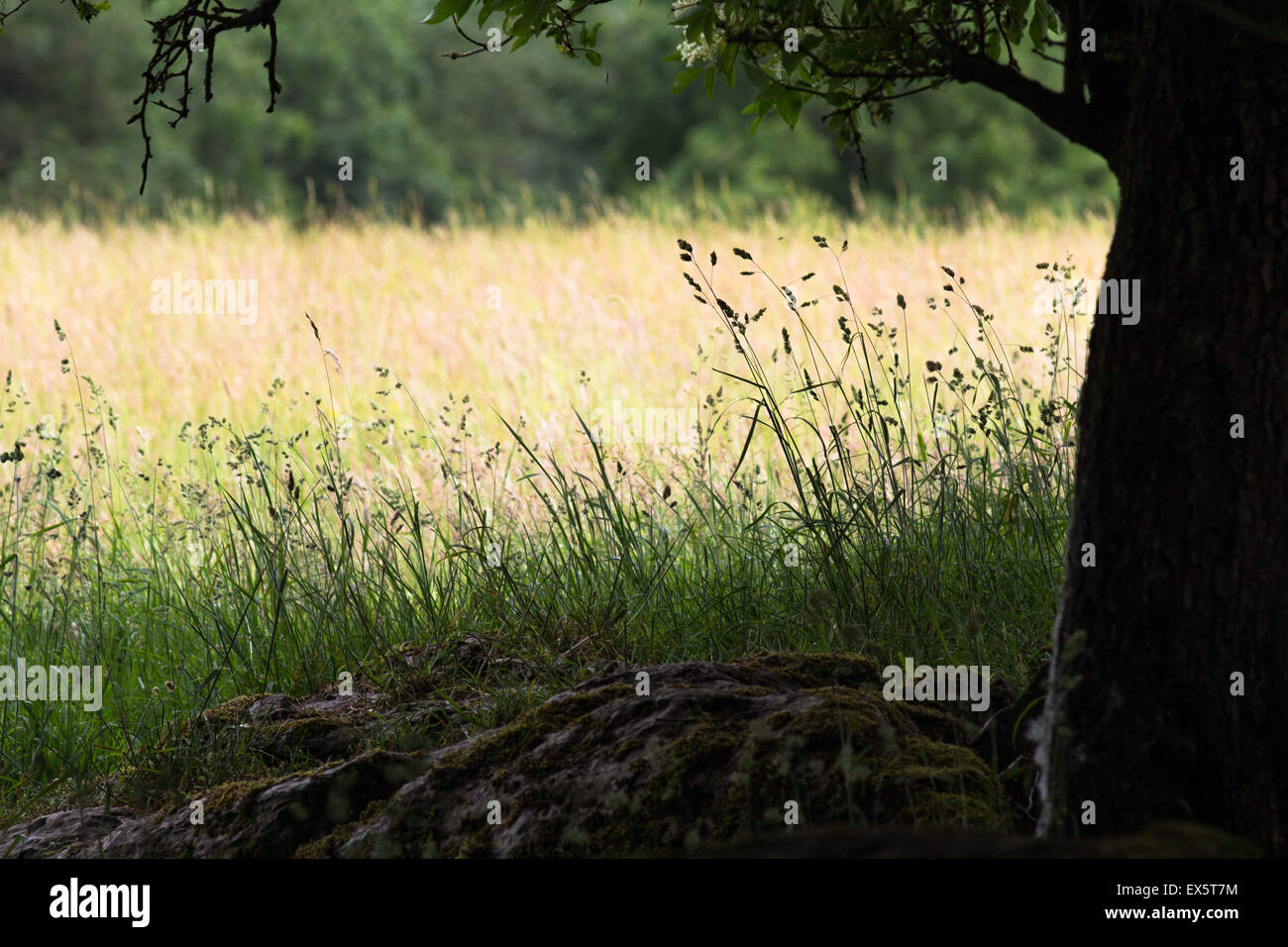 Beauty grasses meadows hi-res stock photography and images - Alamy