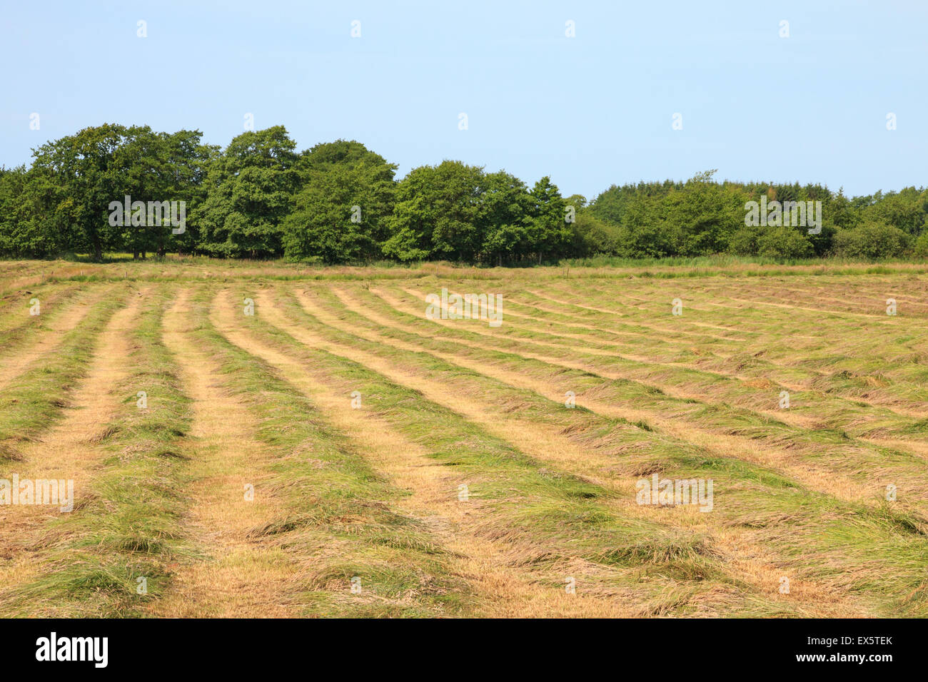 Hayfield hi-res stock photography and images - Alamy
