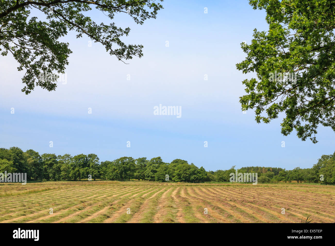 Hayfield hi-res stock photography and images - Alamy