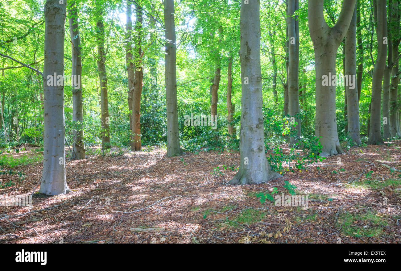 View of a deciduous forest with sunlight filtering through the leaves ...