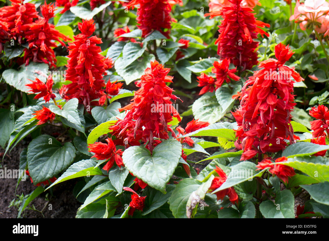 Summer bedding plants hi-res stock photography and images - Alamy
