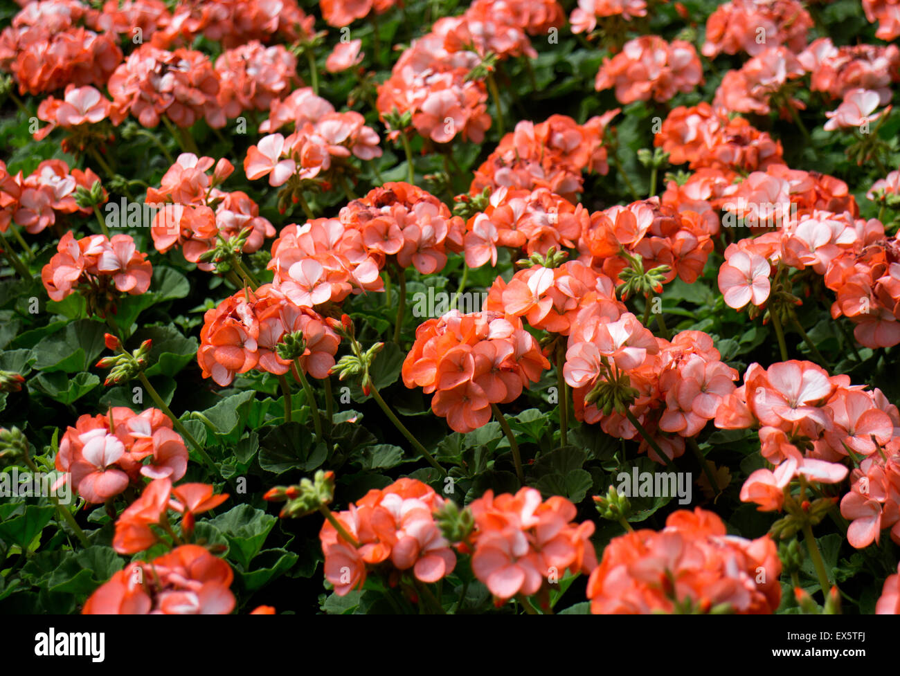 Geranium F1 Horizon Orange Ice in summer bedding Stock Photo - Alamy