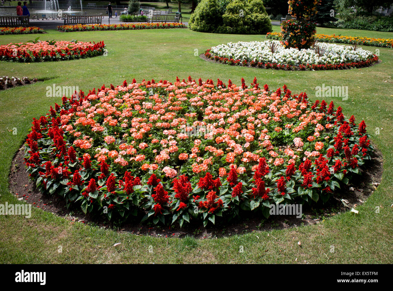 Orange geranium hi-res stock photography and images - Alamy