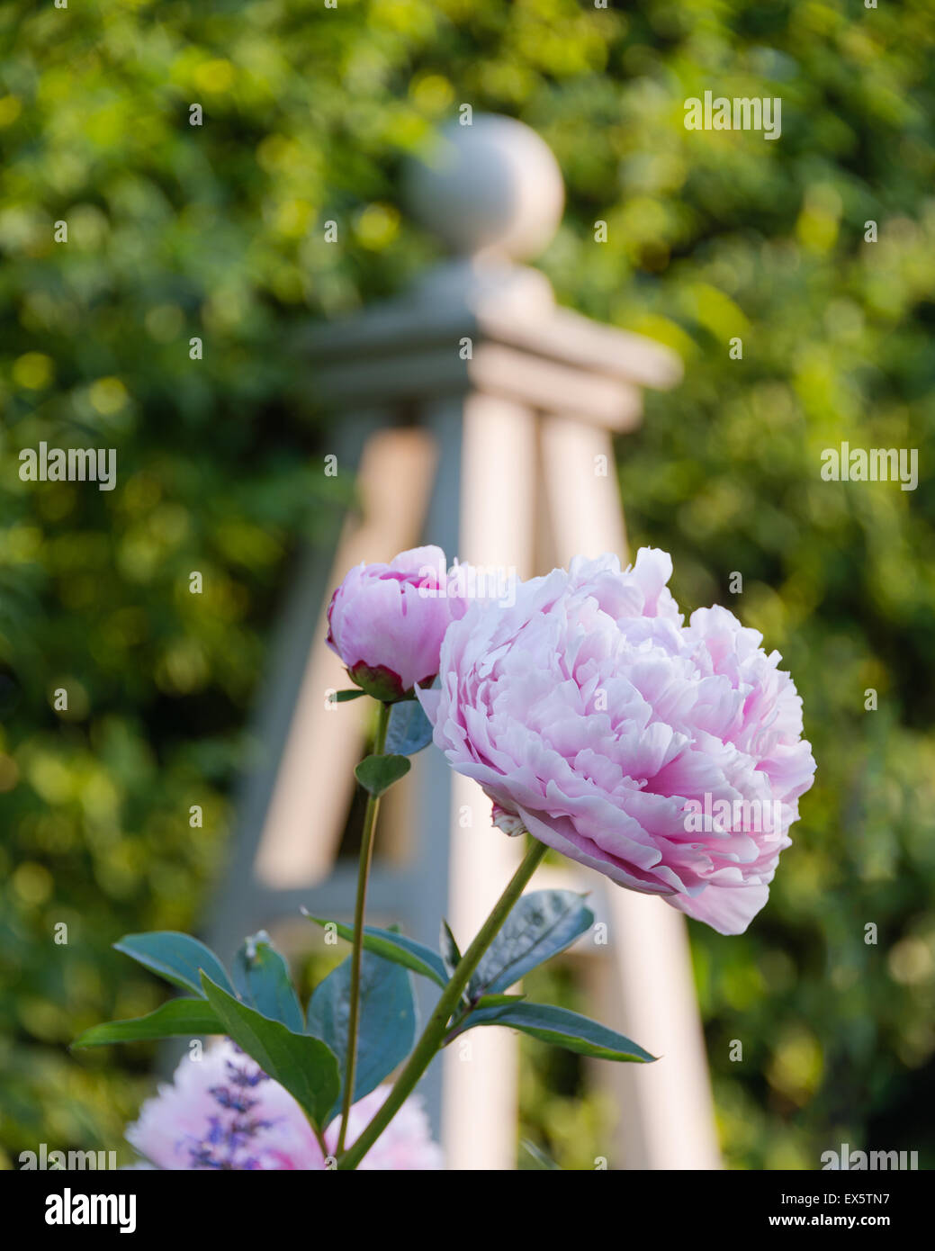 English peony hi-res stock photography and images - Alamy