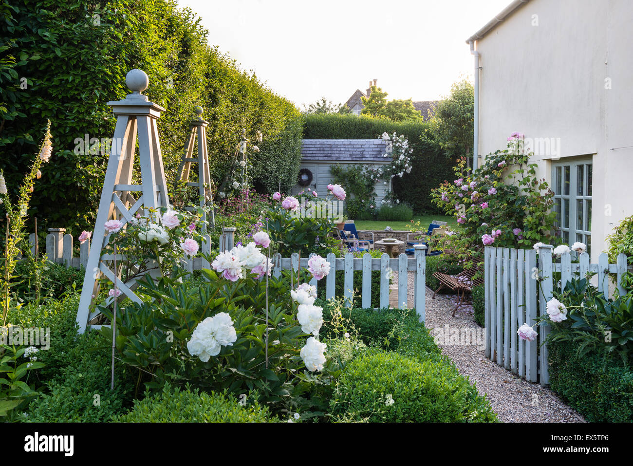 Peonies and box hedge in country garden Stock Photo - Alamy