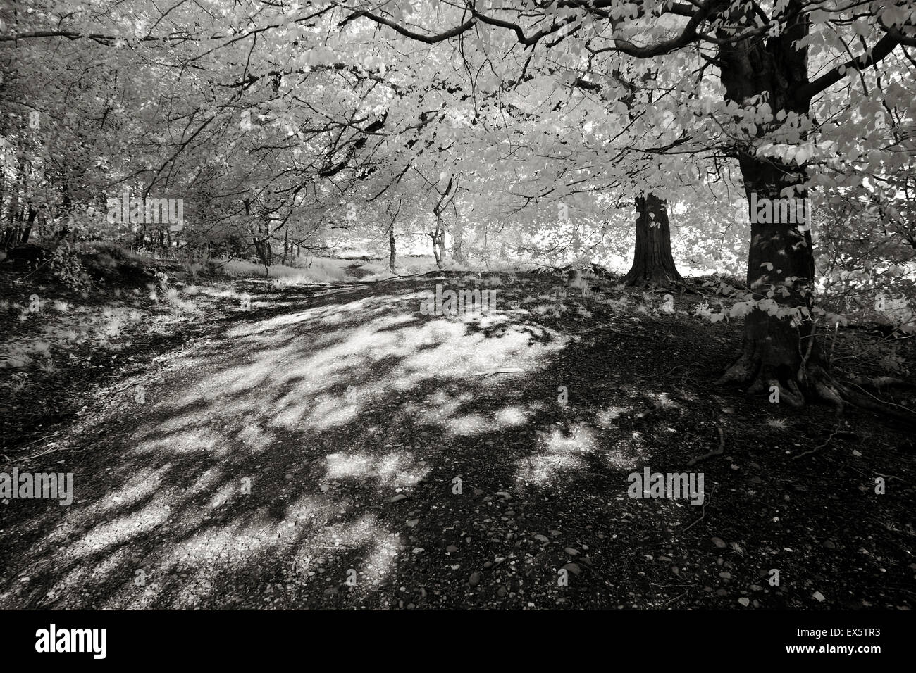 Black and white photograph on Cannock Chase AONB Area of Outstanding ...