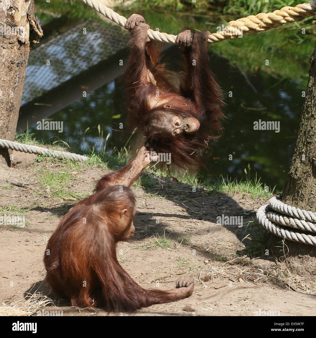 Orangutang hand close up hi-res stock photography and images - Alamy