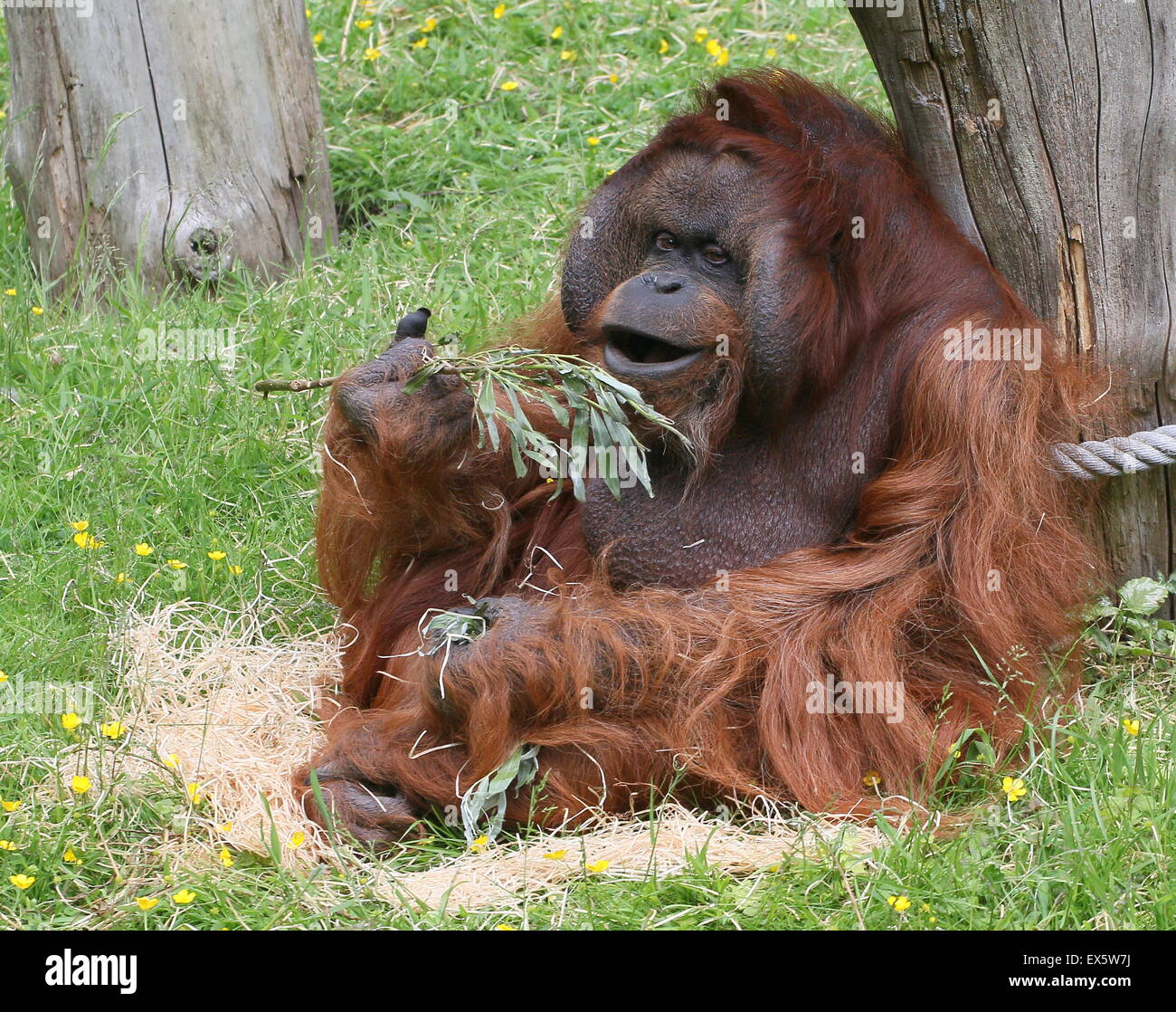 Mature male Bornean orangutan (Pongo pygmaeus) feeding on branches ...