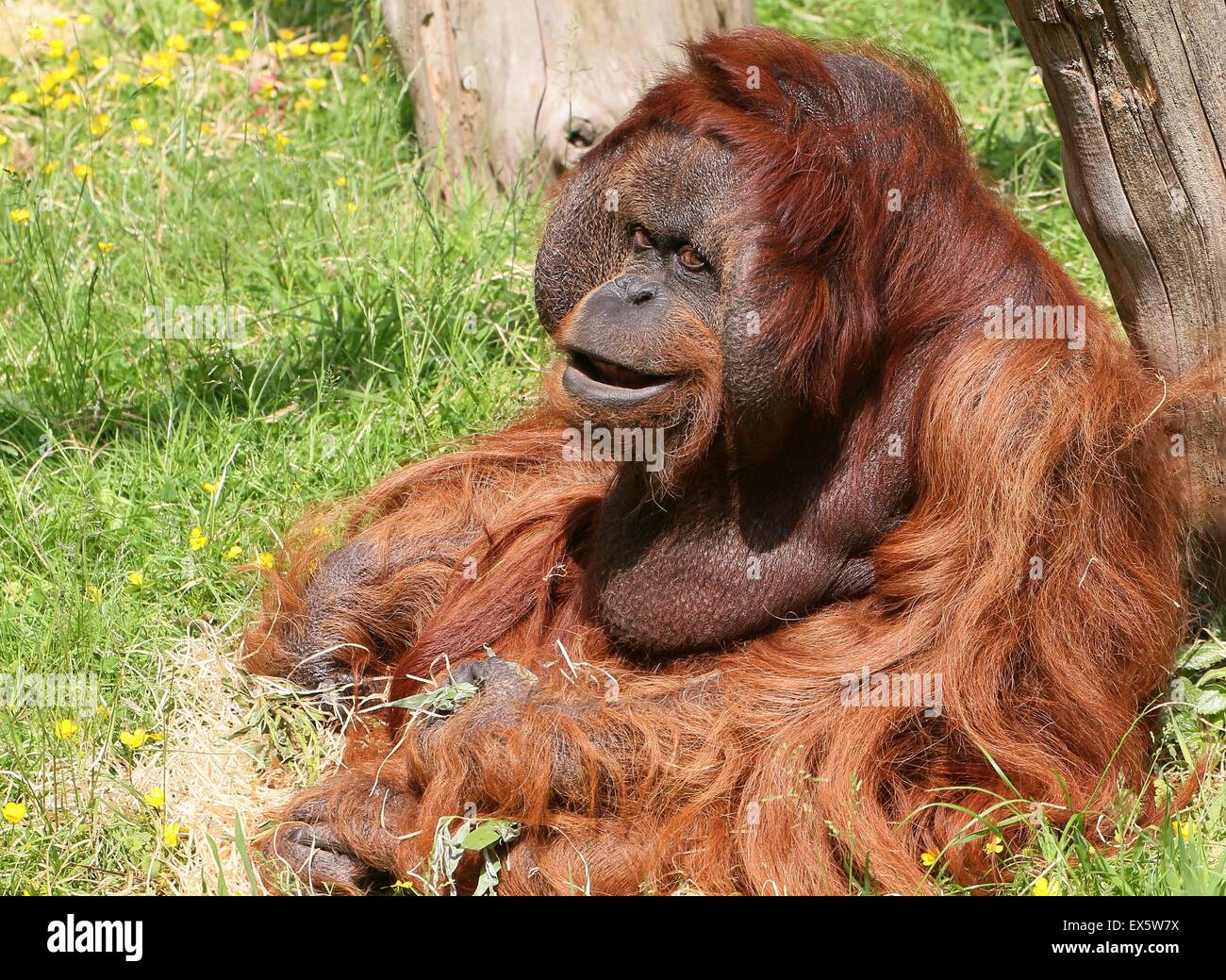 Dominant male bornean orangutan pygmaeus hi-res stock photography and ...