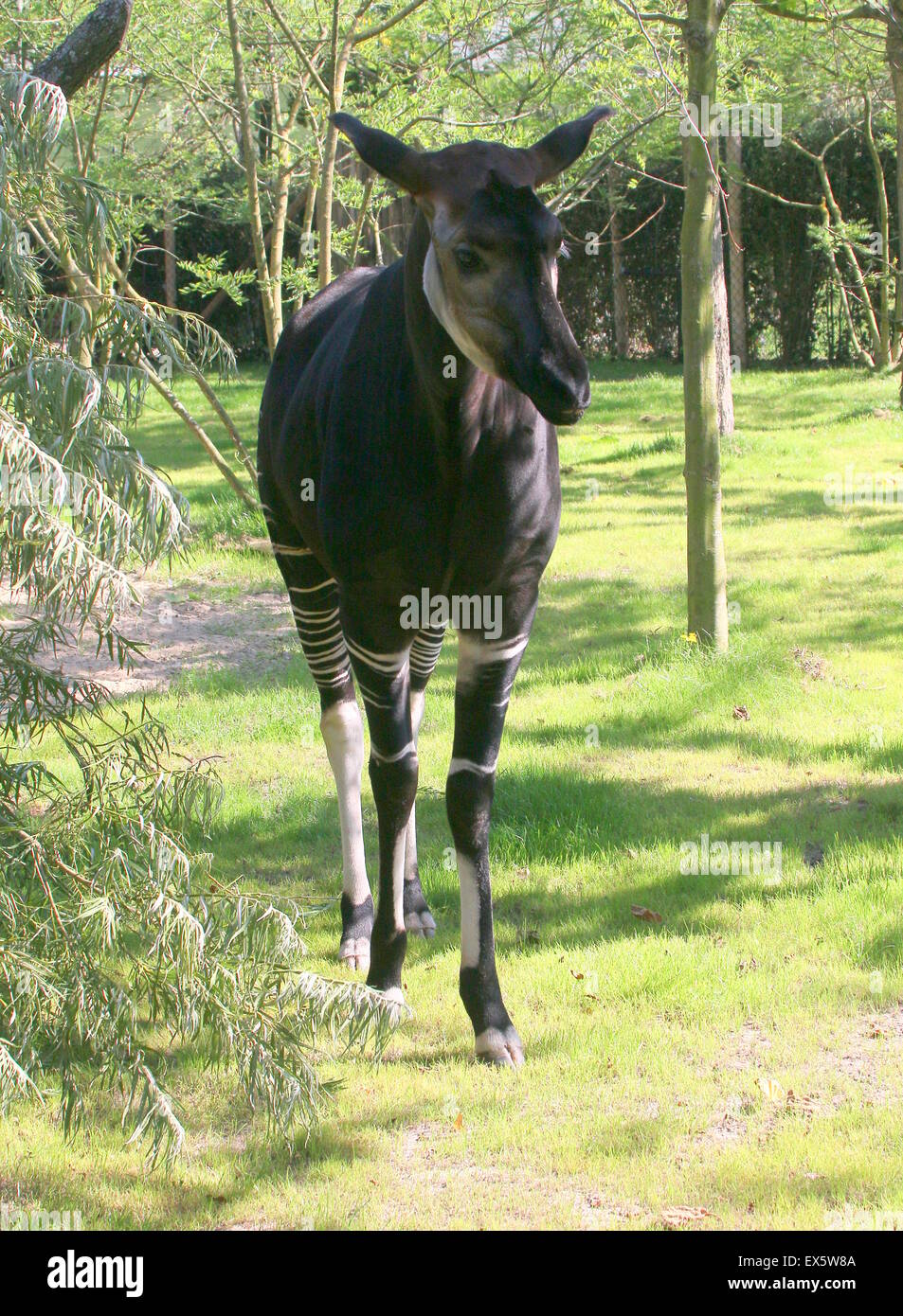 African Okapi High Resolution Stock Photography and Images - Alamy