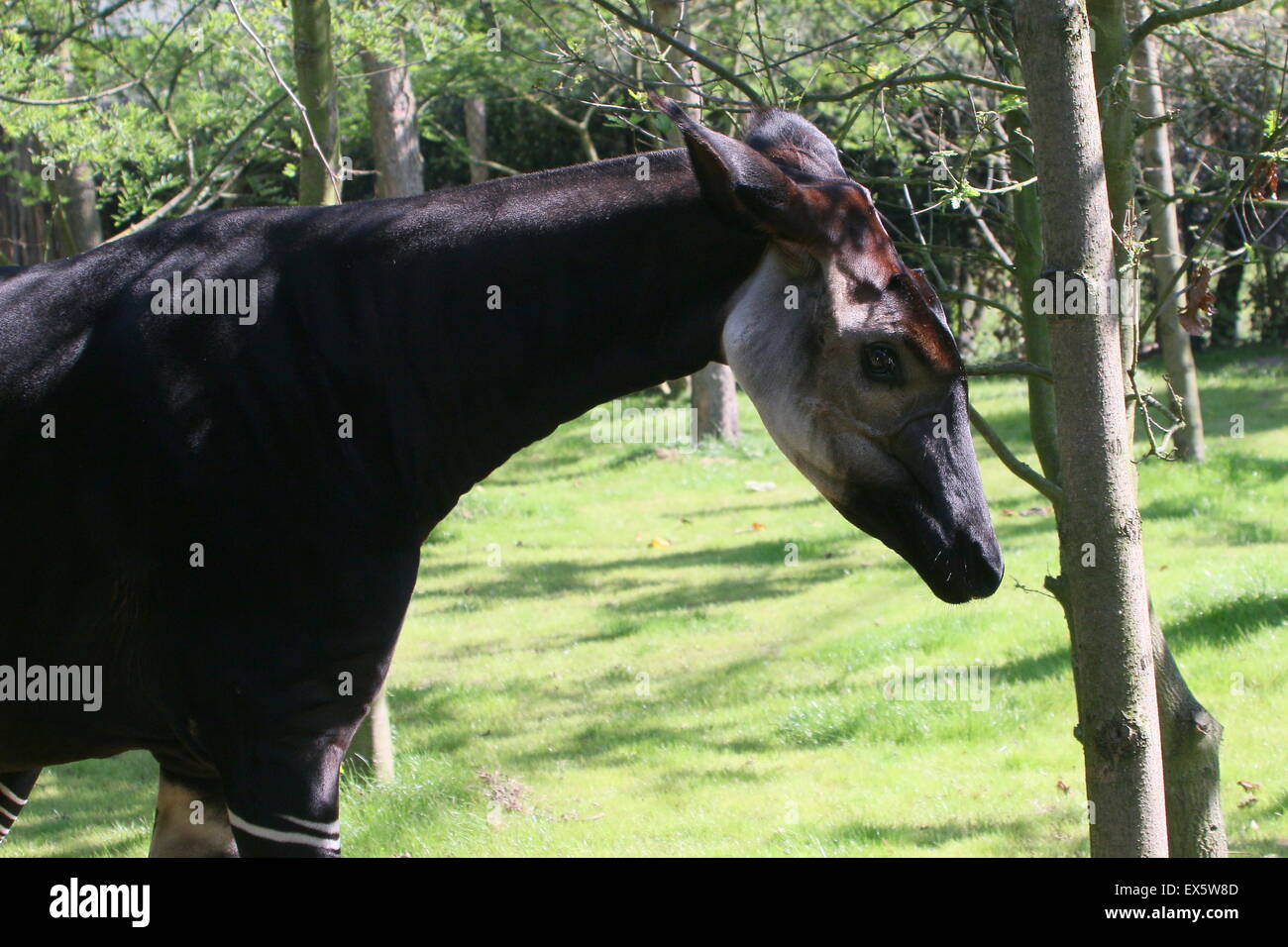 Central African Okapi (Okapia johnstoni Stock Photo - Alamy