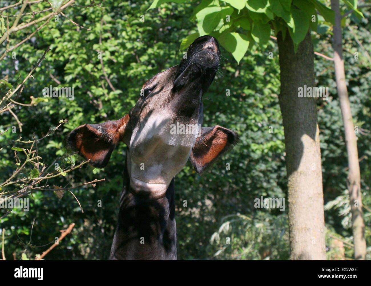 Close-up of the head of a Central African Okapi (Okapia johnstoni ...