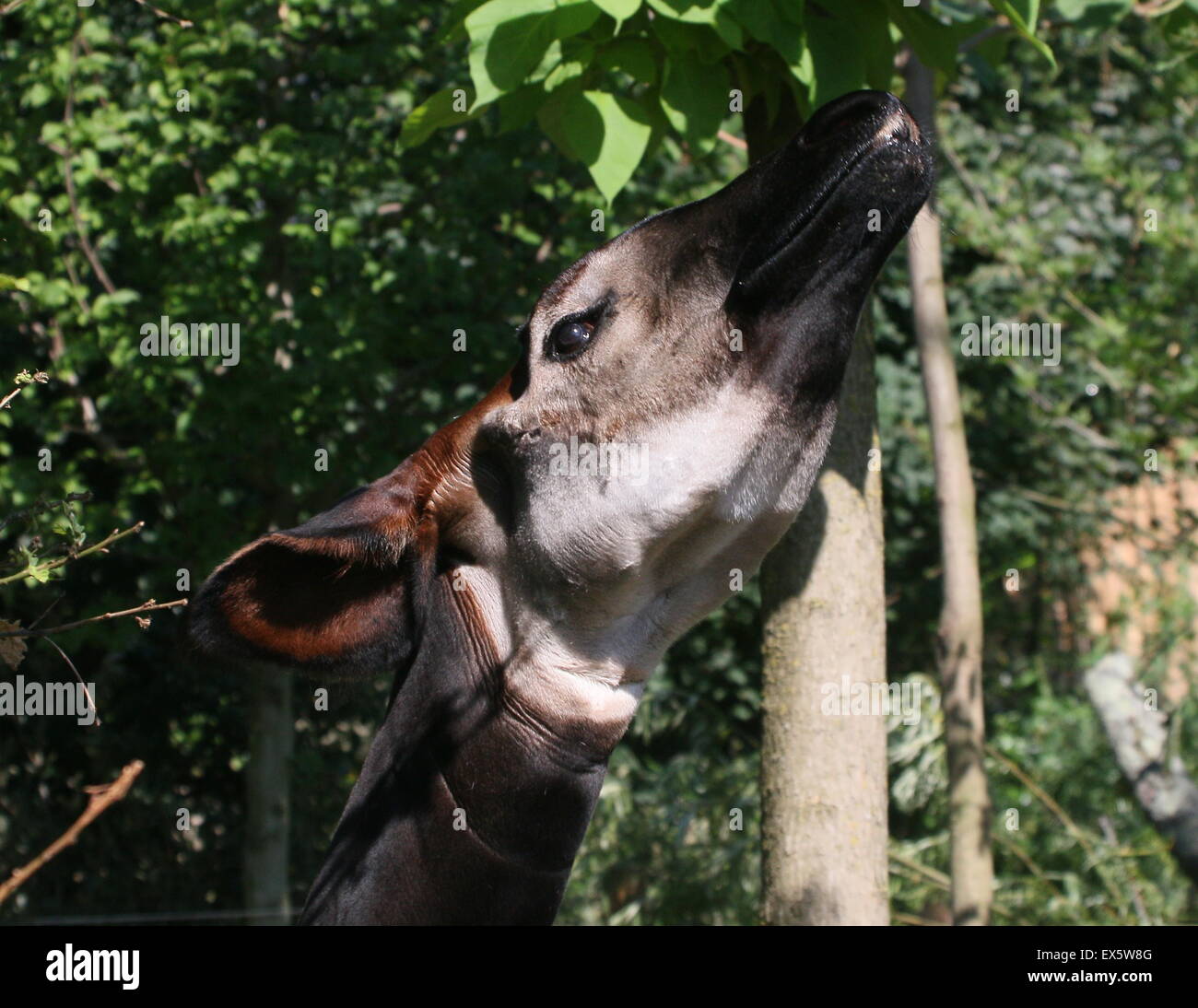 Close-up of the head of a female Central African Okapi (Okapia ...