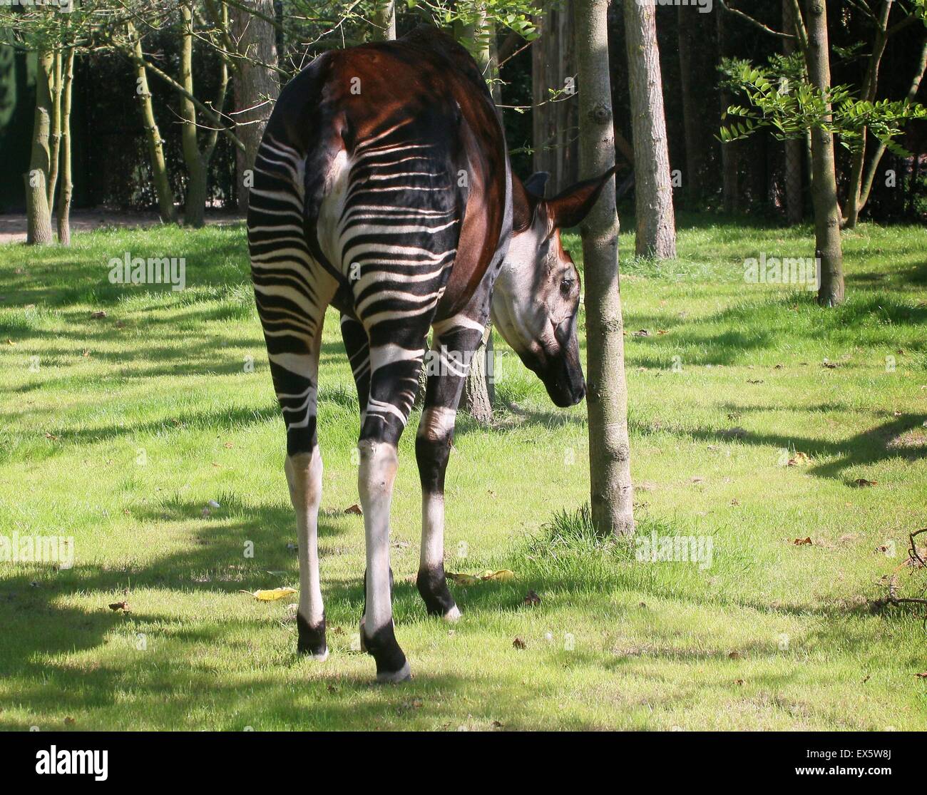 Okapis congo hi-res stock photography and images - Alamy