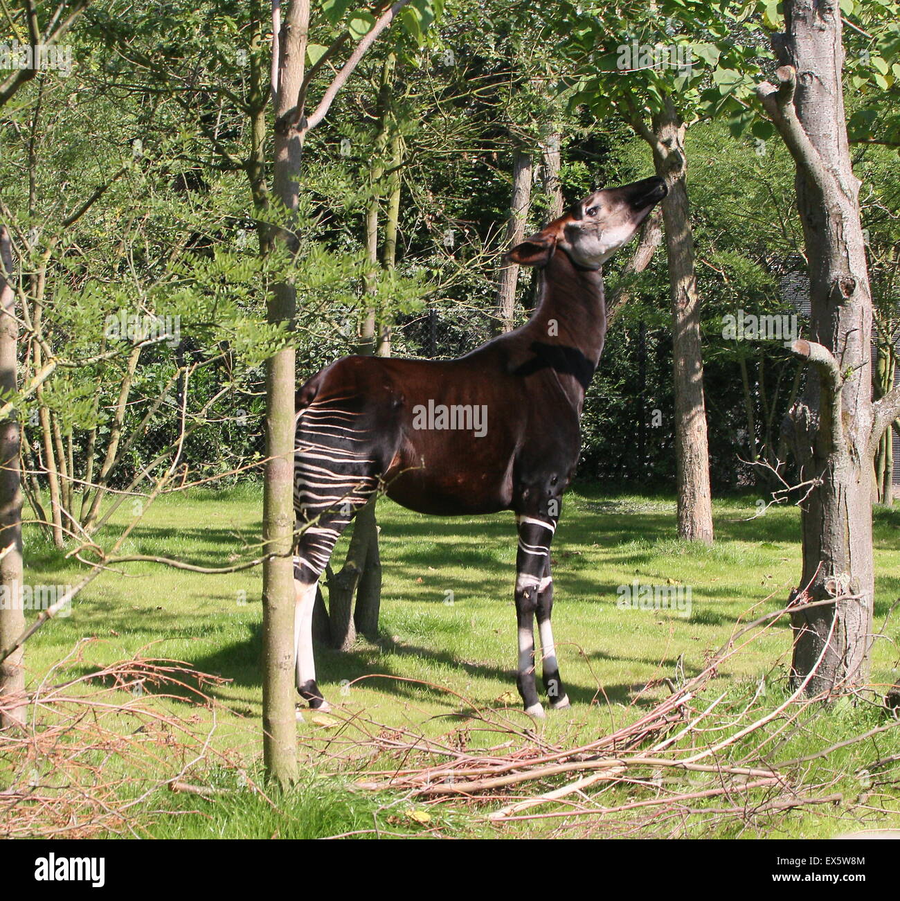 Central African Okapi or 'forest giraffe' (Okapia johnstoni) feeding on ...
