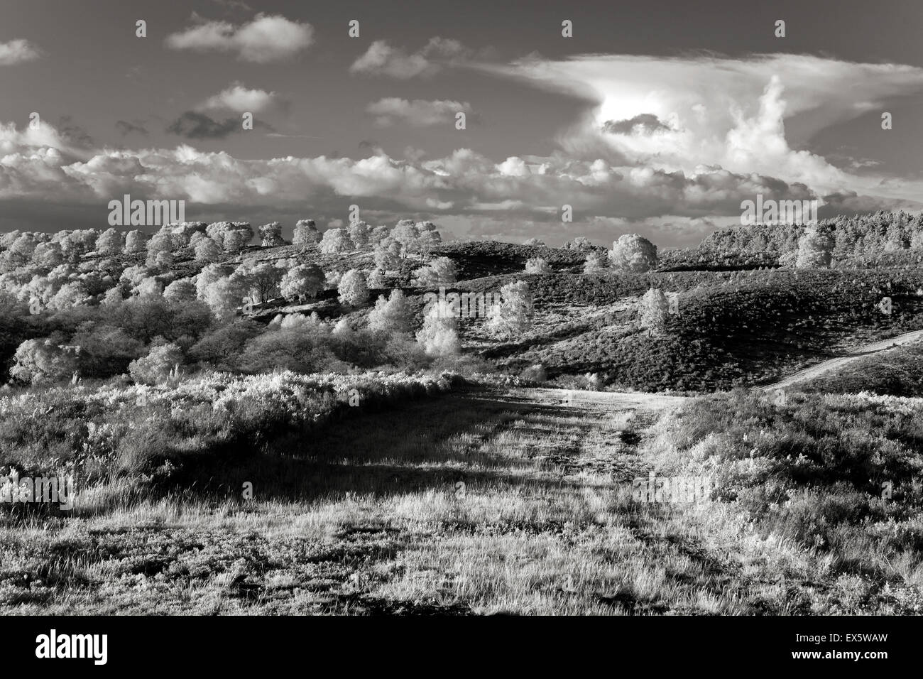 Black and white photograph on Cannock Chase AONB Area of Outstanding ...