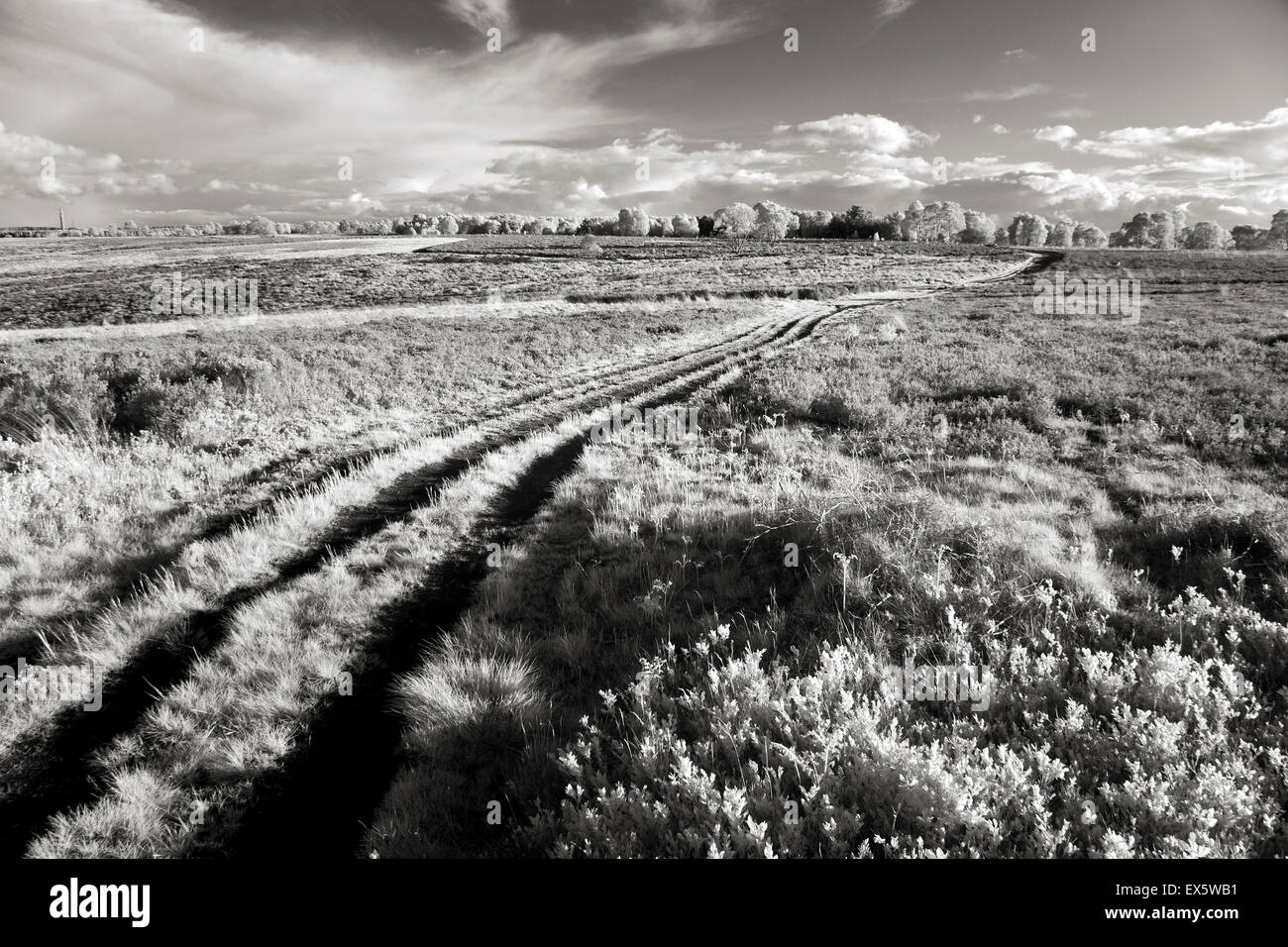 Black and white photograph on Cannock Chase AONB Area of Outstanding ...
