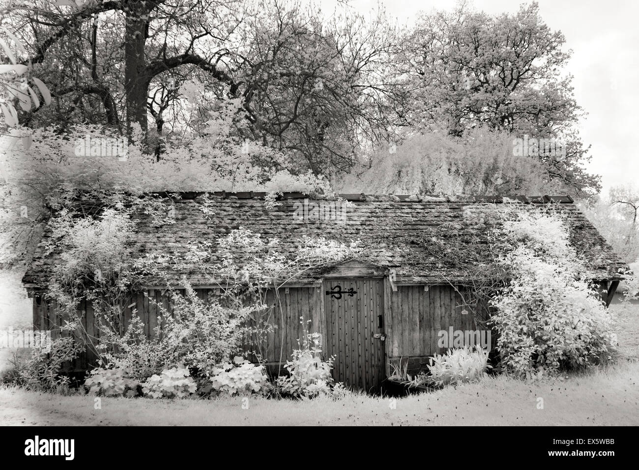 Black and white photograph of English parkland Cannock Chase AONB Area ...