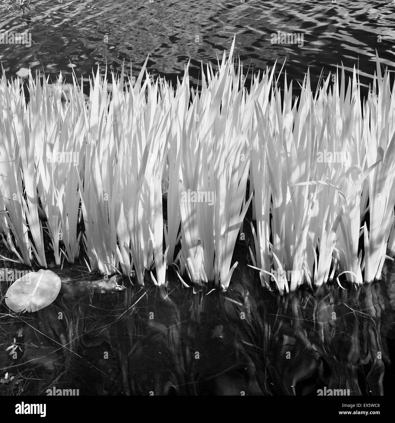 Spring leaves in england Black and White Stock Photos & Images - Alamy