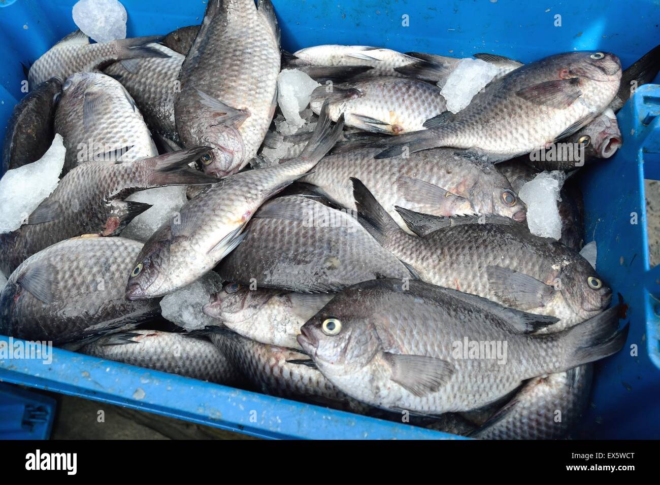 Chavela fish - Port in PUERTO PIZARRO. Department of Tumbes .PERU Stock ...