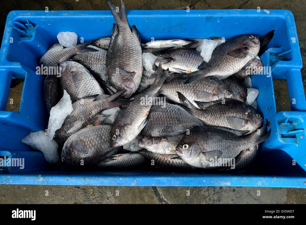 Chavela fish - Port in PUERTO PIZARRO. Department of Tumbes .PERU Stock ...