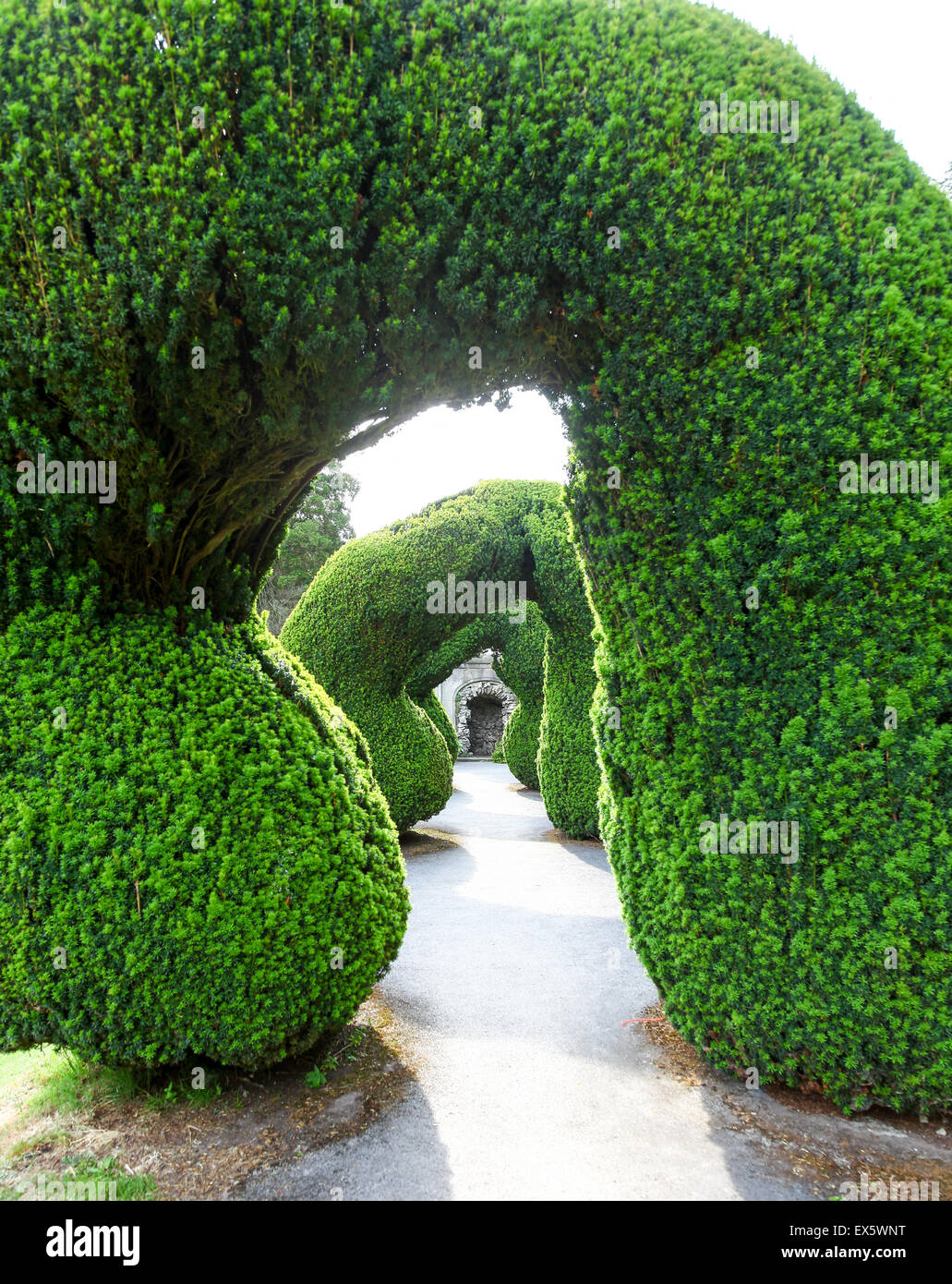 Yew hedge with arch hi-res stock photography and images - Alamy
