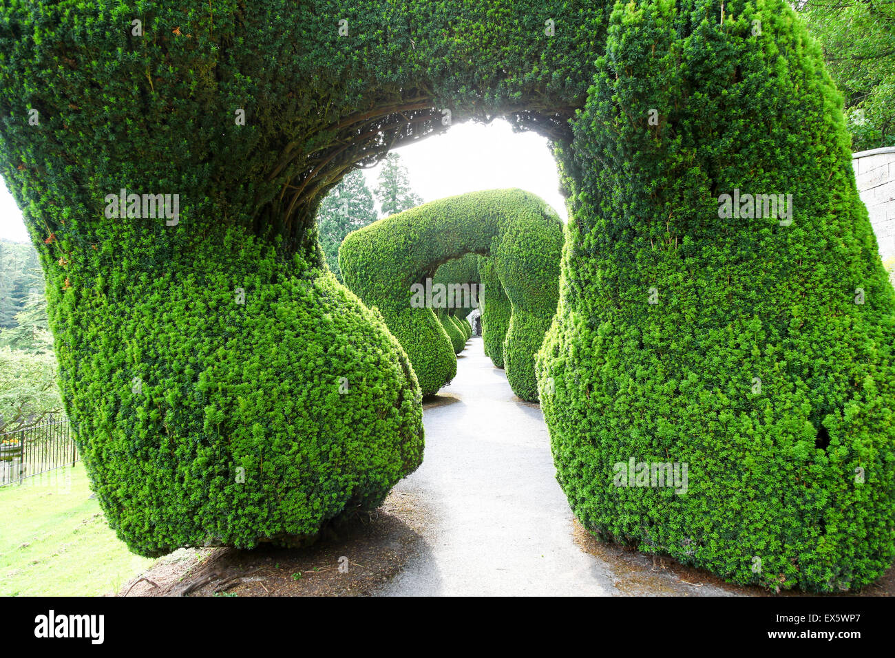 Yew hedge with arch hi-res stock photography and images - Alamy