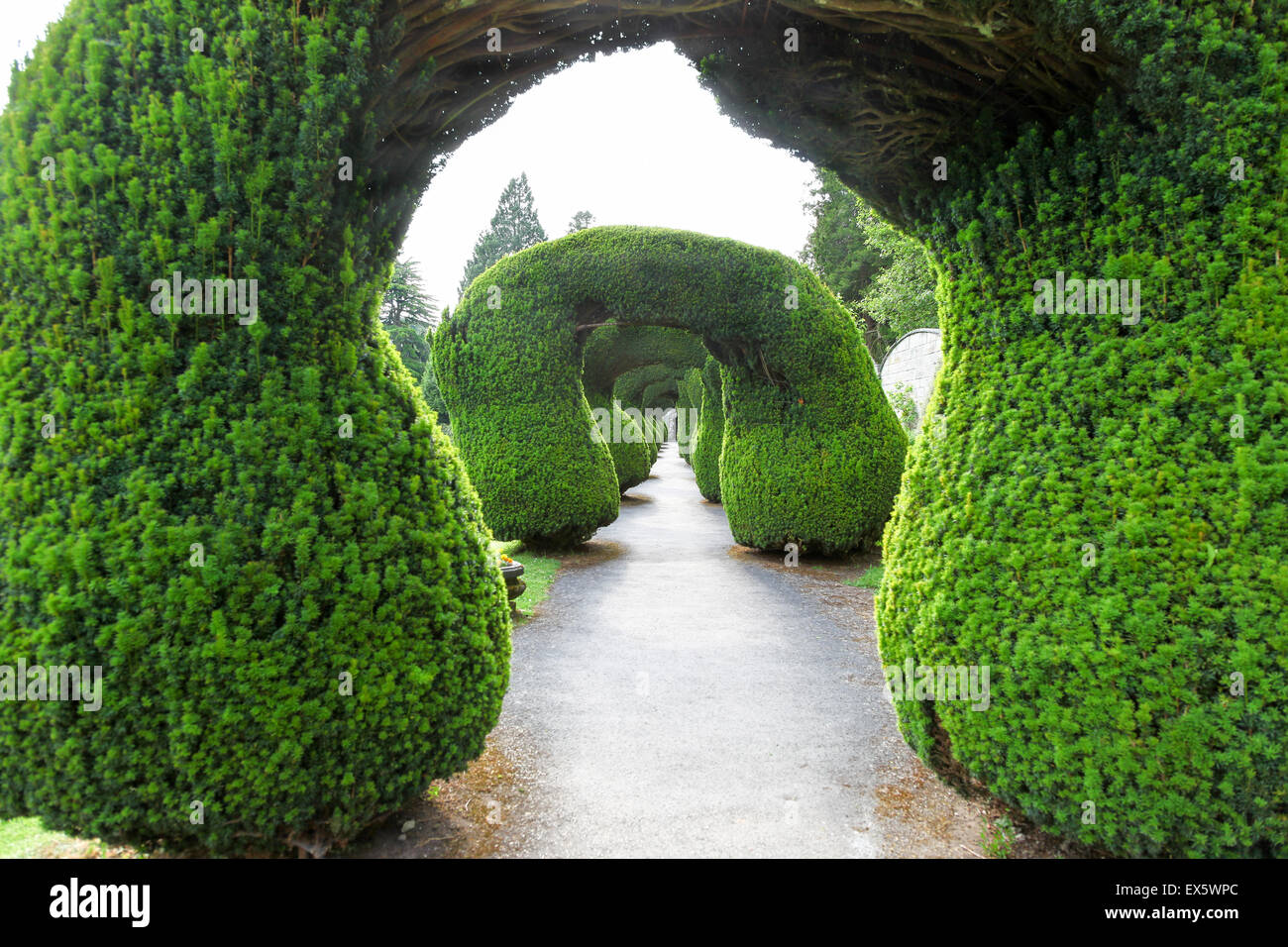 Yew hedge with arch hi-res stock photography and images - Alamy