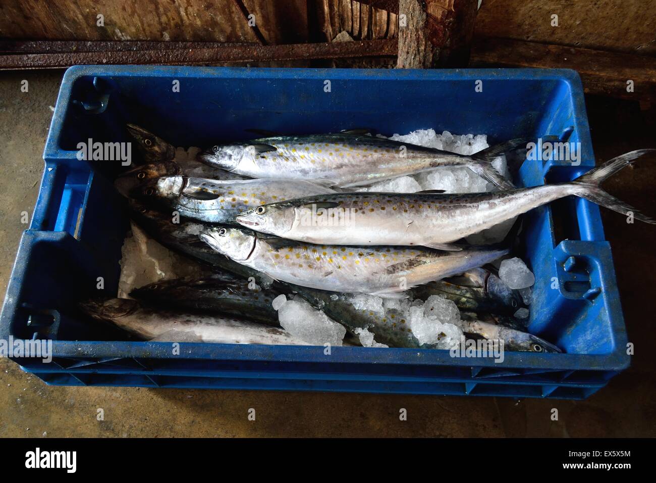 Sierra fish - Port in PUERTO PIZARRO. Department of Tumbes .PERU Stock ...