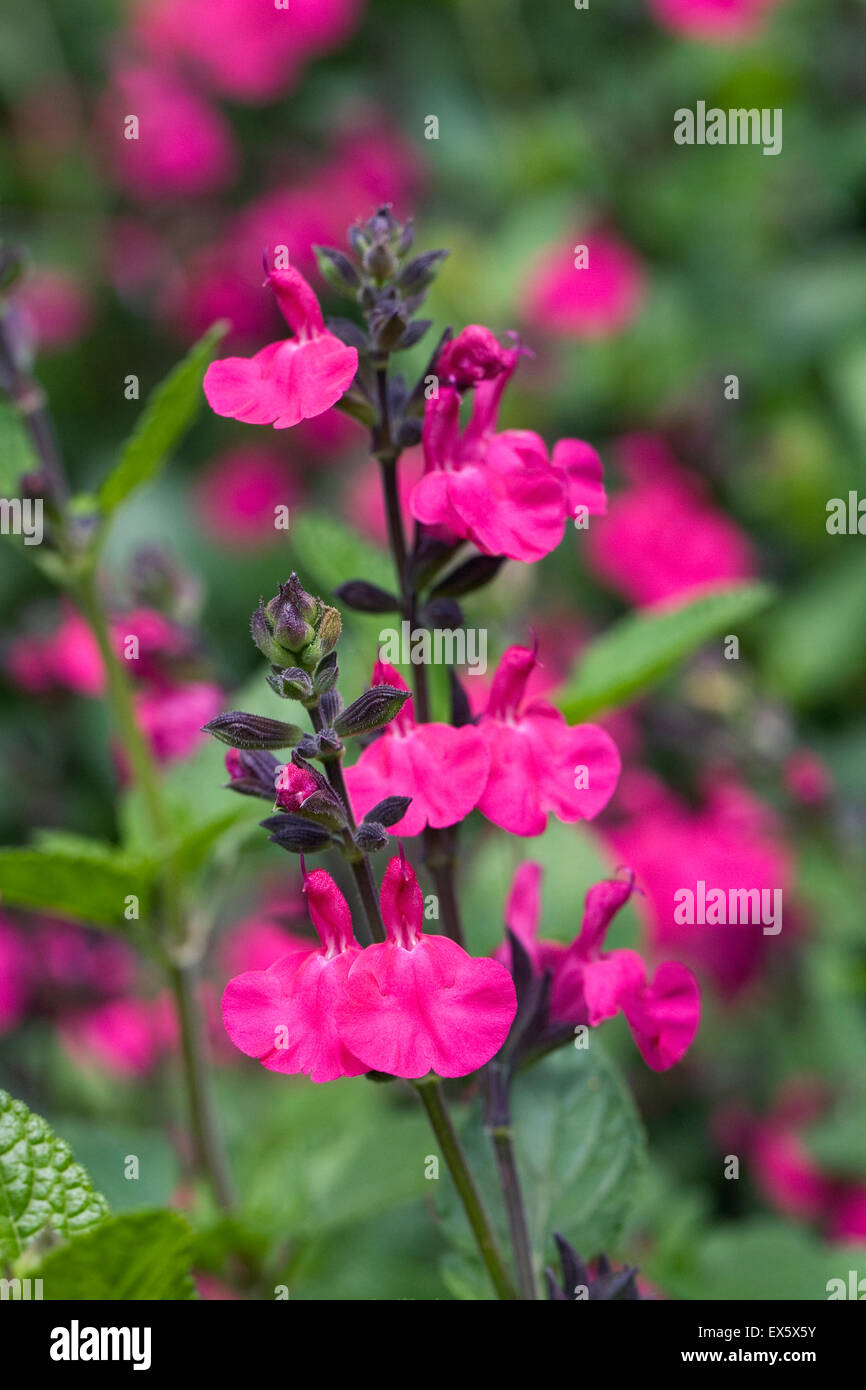 Salvia x jamensis 'Raspberry Royale' Stock Photo - Alamy