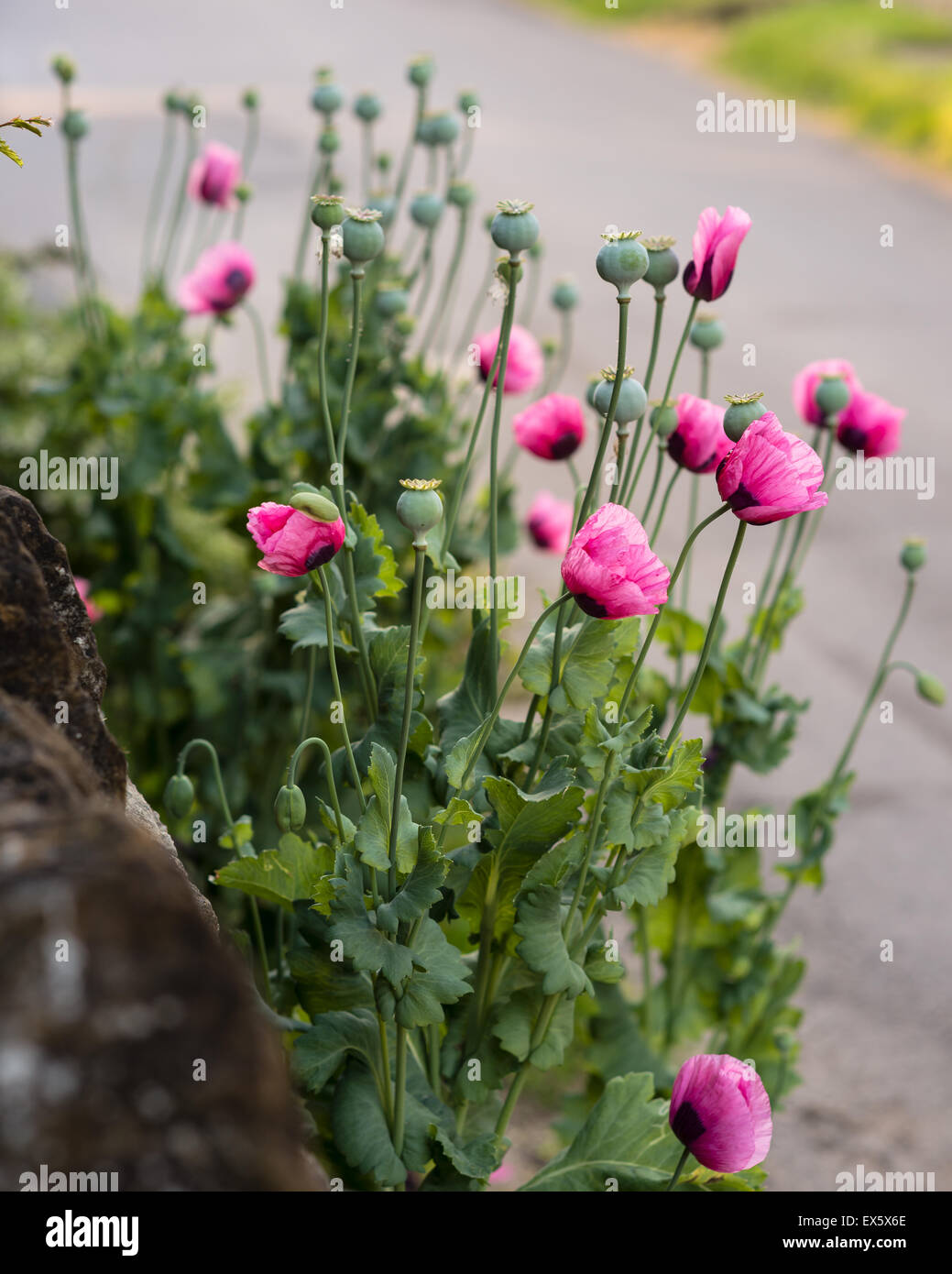 Poppies roadside hi-res stock photography and images - Alamy