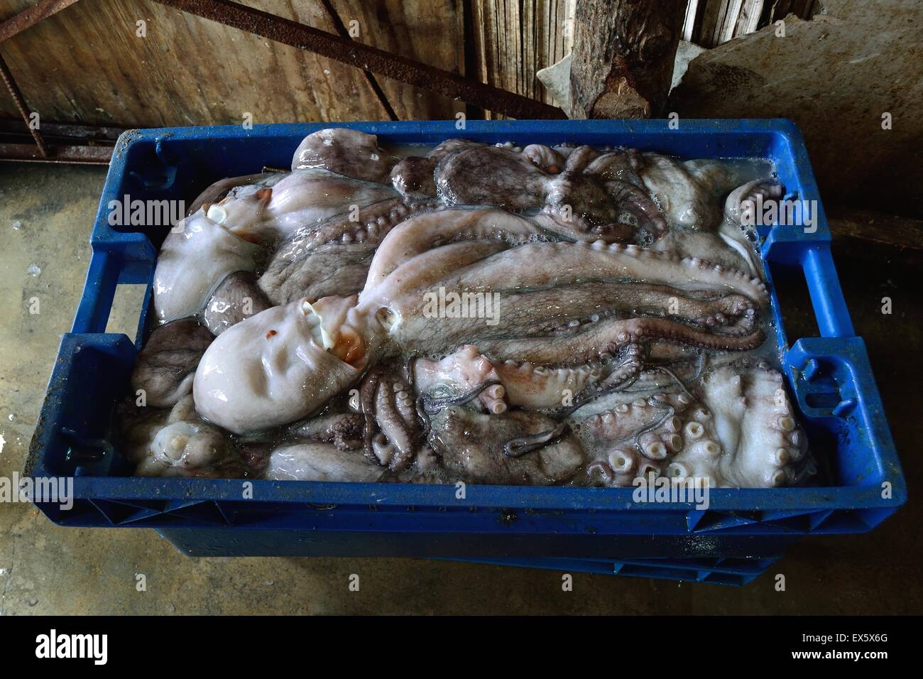 Octopus - Port in PUERTO PIZARRO. Department of Tumbes .PERU Stock ...