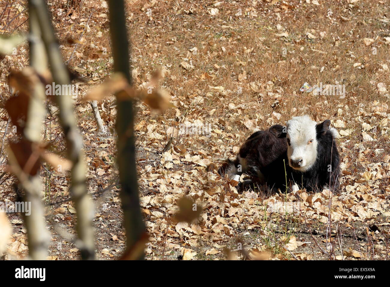 Tibetan dzo or cow-yak hybrid in the Gepelwater Mill area on the left ...
