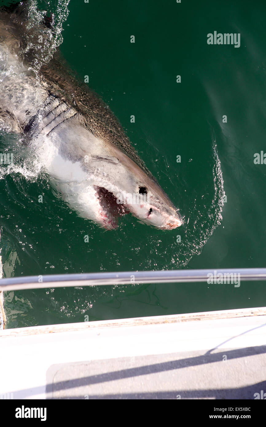 Carcharodon carcharias hi-res stock photography and images - Alamy