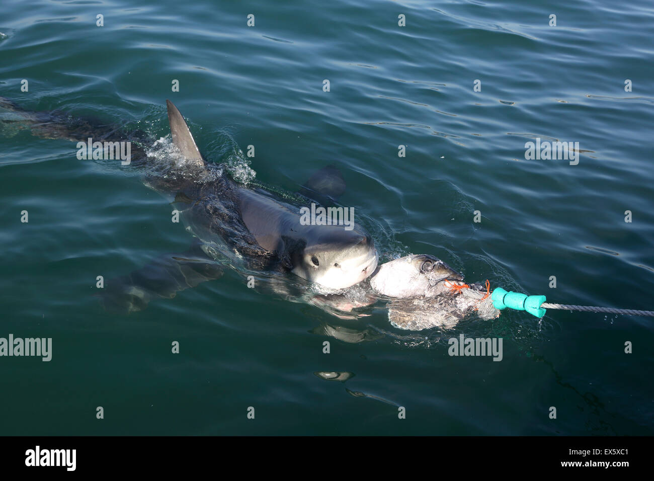 Juvenile great white shark (Carcharodon carcharias) spy hopping and ...