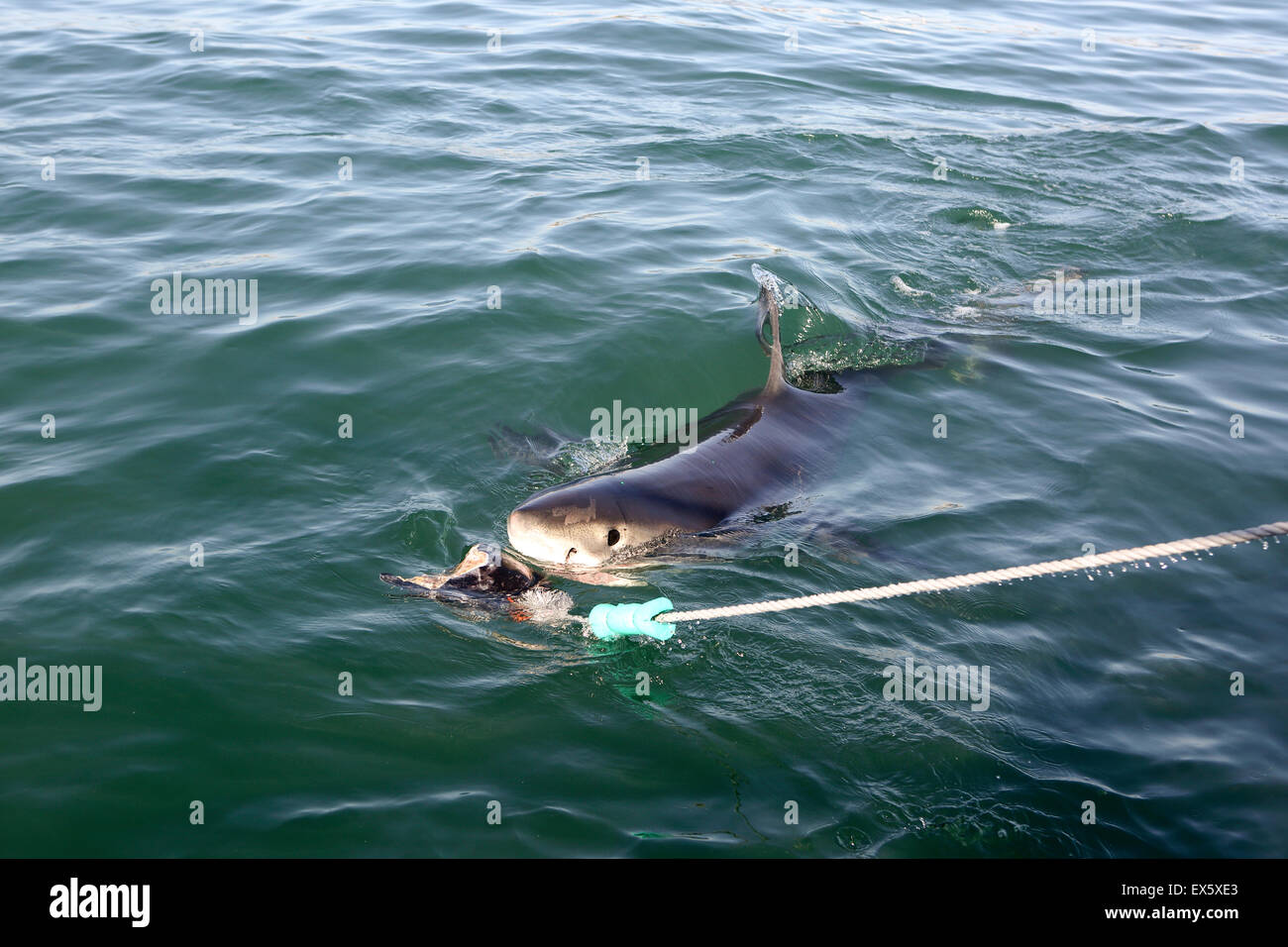 Spy hopping shark hi-res stock photography and images - Alamy