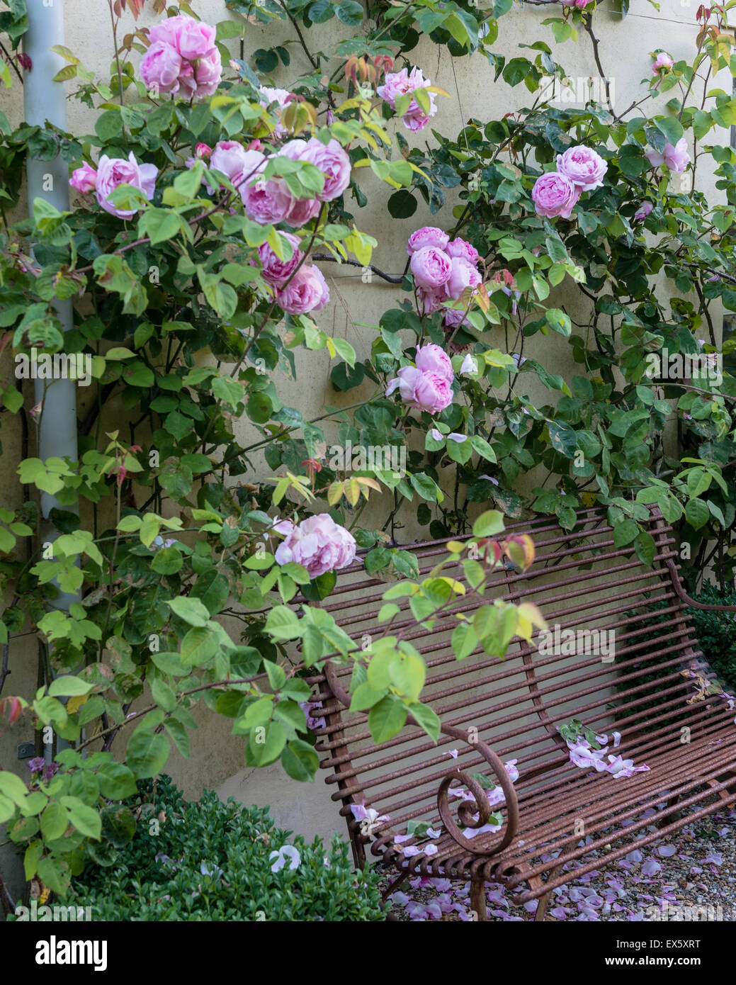Climbing roses hi-res stock photography and images - Alamy